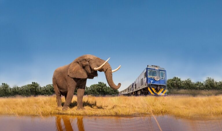 Blue Train - Imagine Cruising